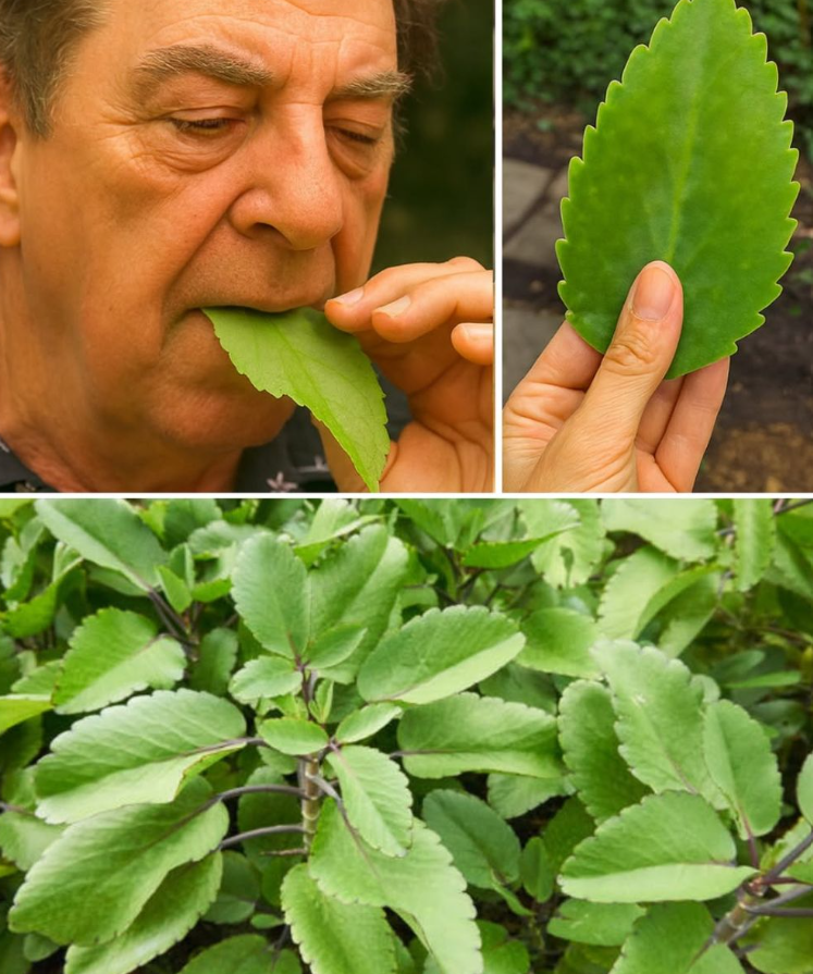 Desata el Poder Inesperado de la Hoja de la Vida - Entretenimiento ...